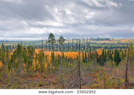 加拿大针叶林,赤道,阔叶林_大山谷图库