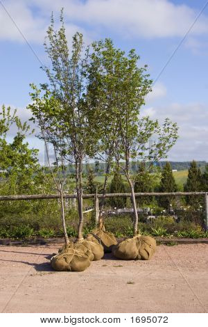 Nursery Trees - Stock Image - Everypixel