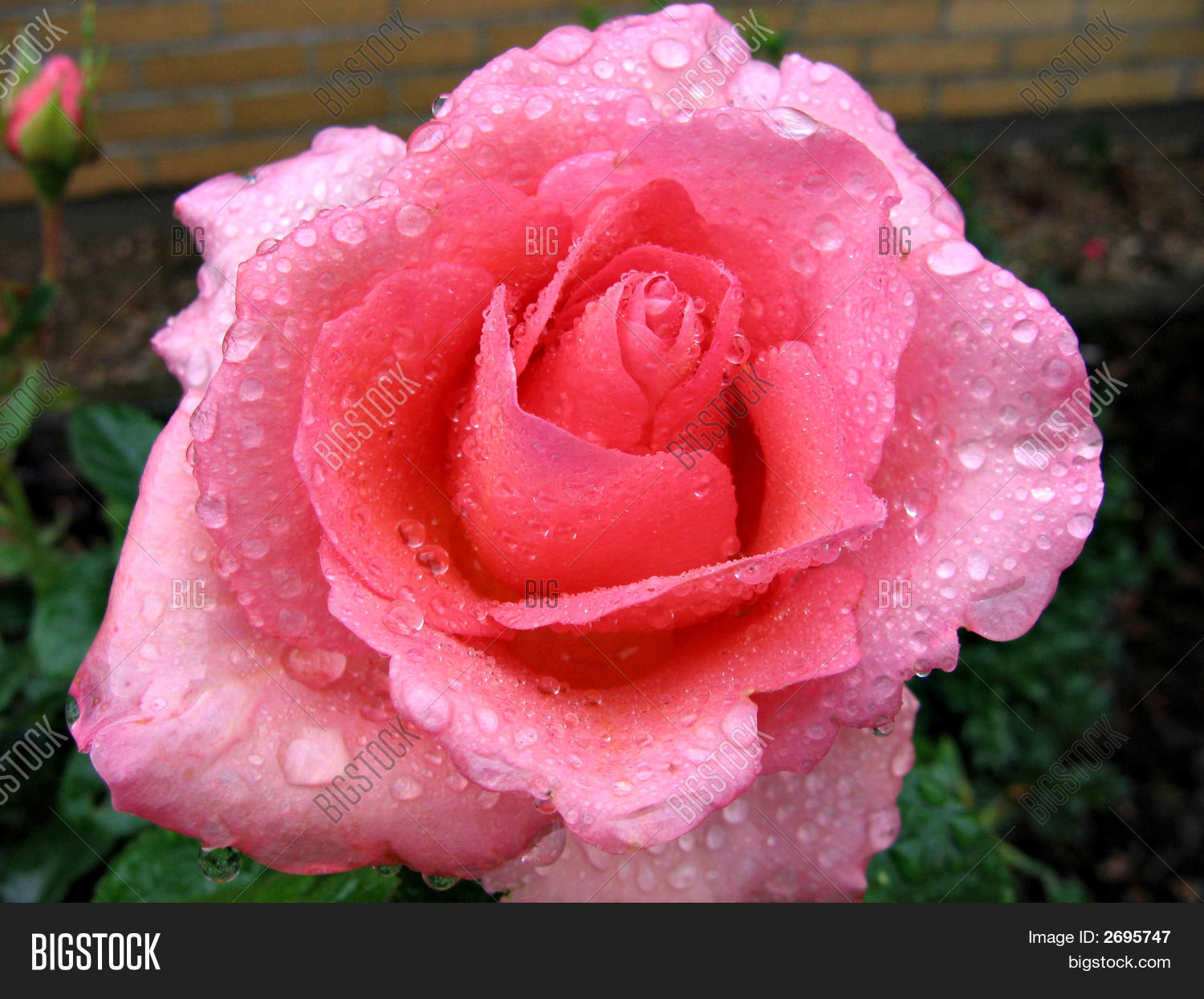 Pink Rose Dew Drops Image & Photo | Bigstock