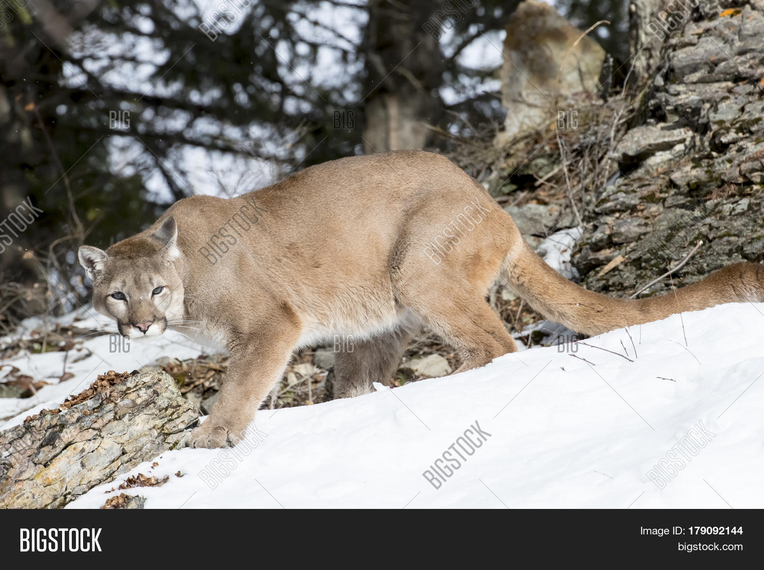 A mountain lion hunts for prey in a snowy forest habitat. Stock Photo ...