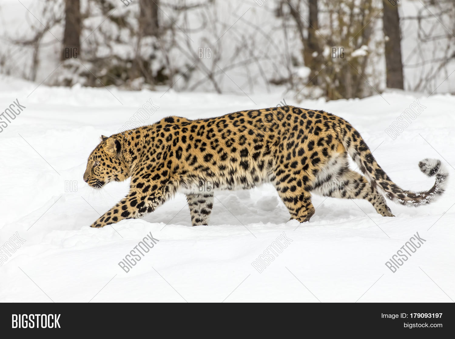Amur Leopard in a snowy forest hunting for prey. Stock Photo & Stock ...