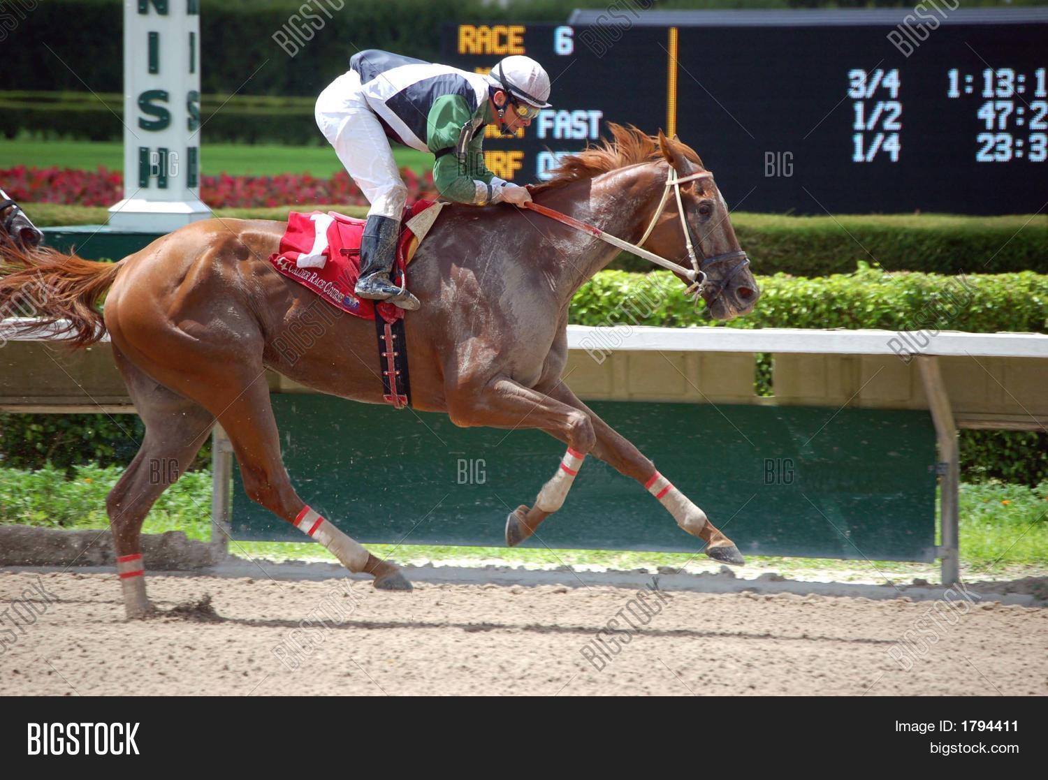 Race Horse Crossing The Finish Line Stock Photo & Stock Images | Bigstock
