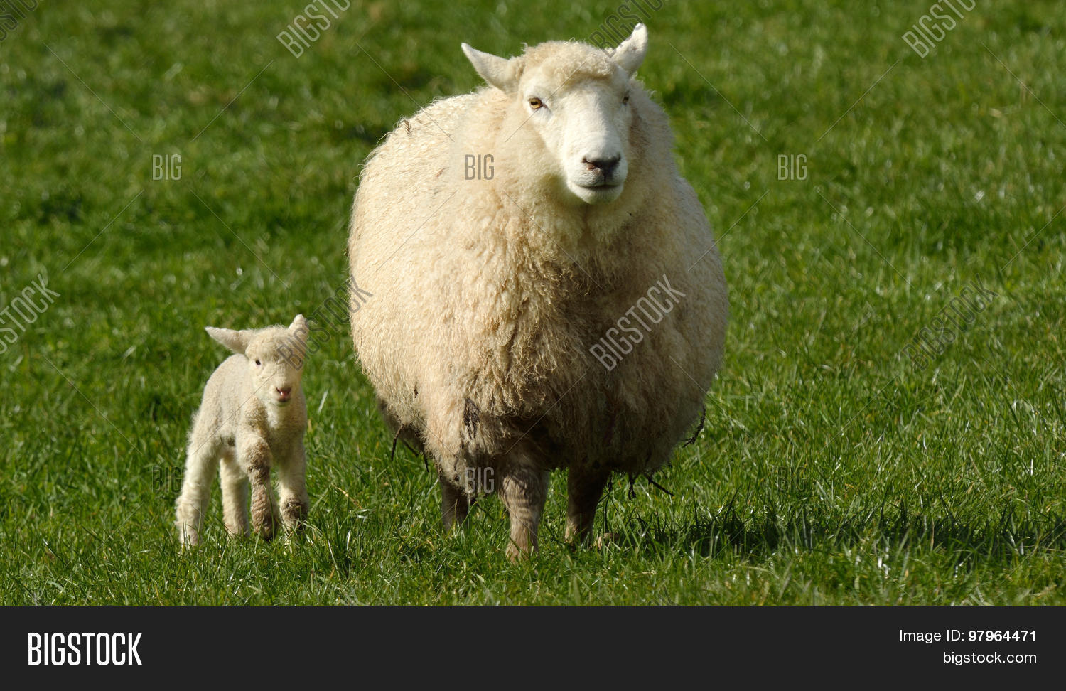 lamb,orgut,ttlelamb_大山谷图库