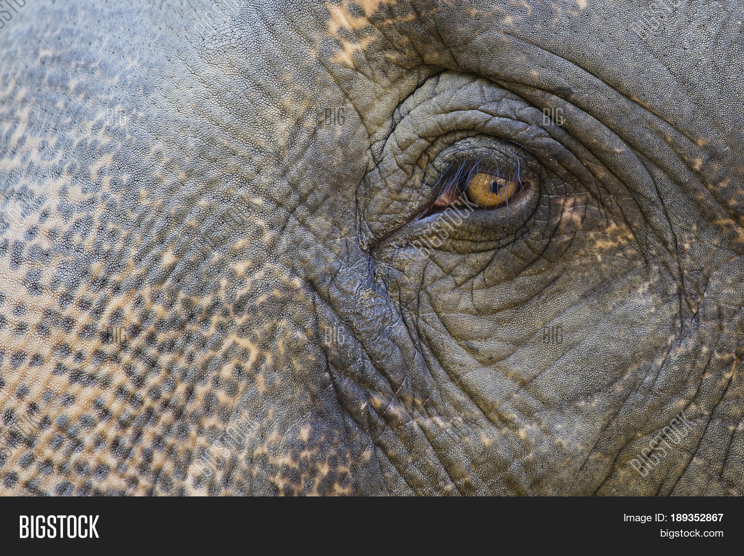 Asian Elephant Eyes Looking Image & Photo | Bigstock