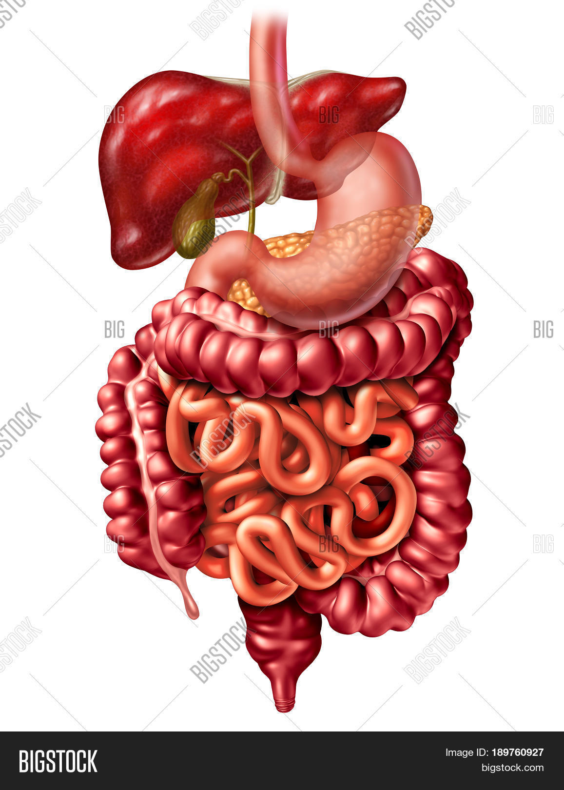 Human Digestive System Anatomy Image & Photo | Bigstock